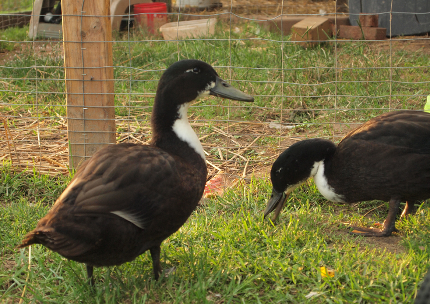 Black Swedish Ducks Trading Feathers
